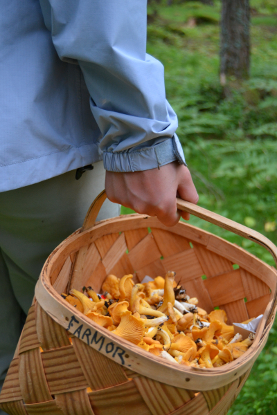 Äntligen svampsäsong - Någonstans i Sverige